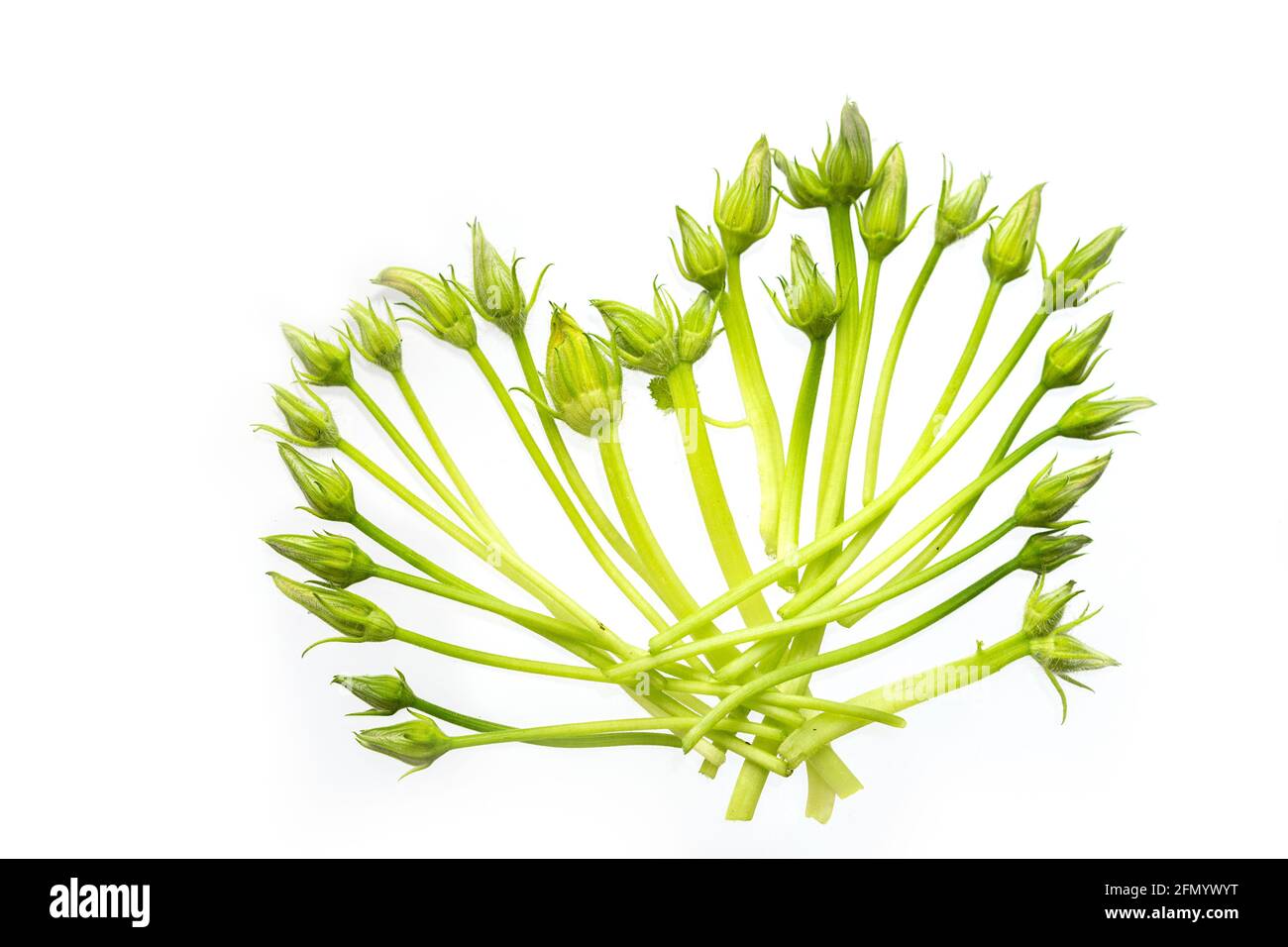 Heart from unopened buds of zucchini flowers on a white background ...