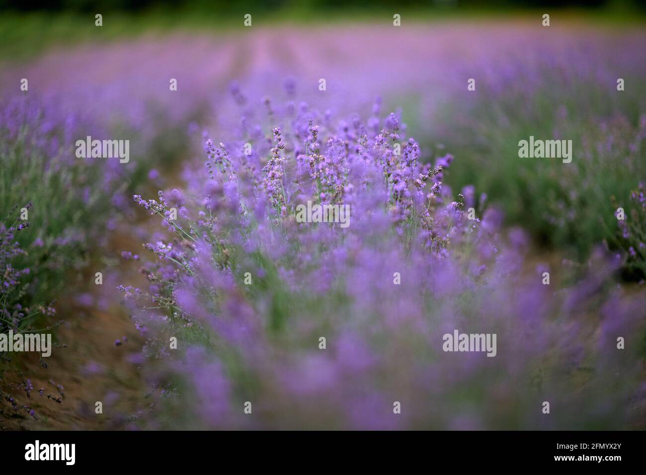 Violet blooming lavender patches in hi-res stock photography and images ...