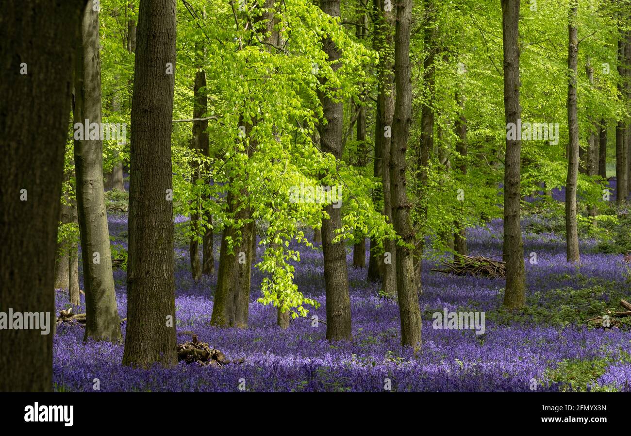 Carpet of bluebells growing in the wild on the forest floor underneath ...