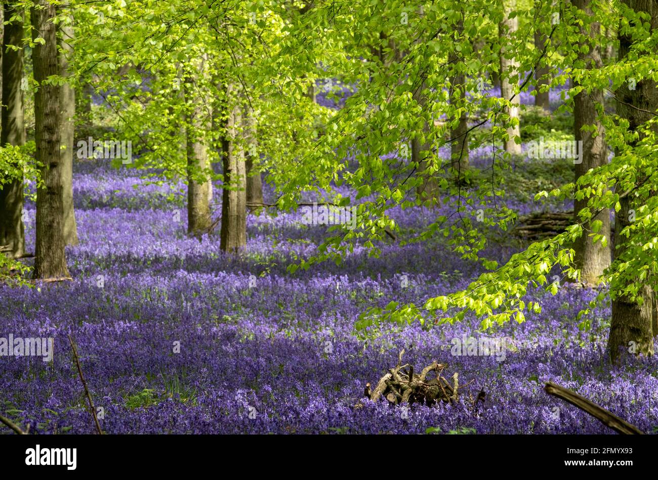 Ashridge park woods hi-res stock photography and images - Alamy