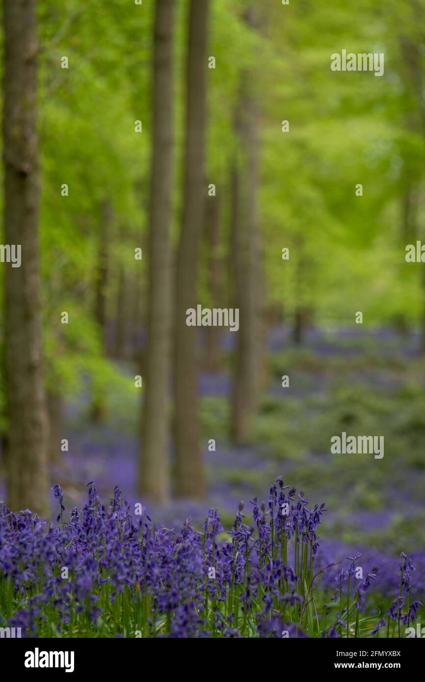 Carpet of bluebells growing in the wild on the forest floor underneath ...