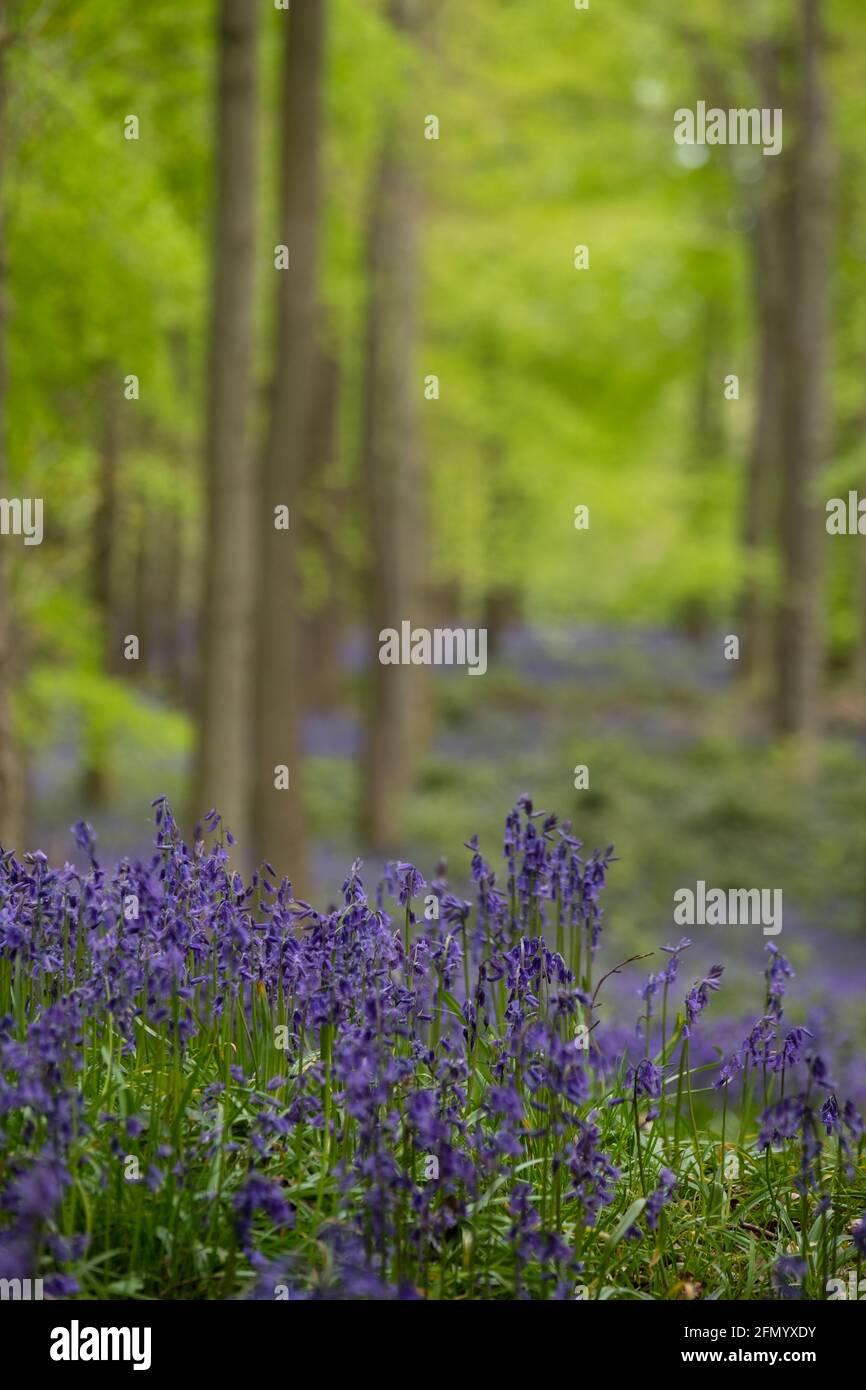 Carpet of bluebells growing in the wild on the forest floor underneath ...