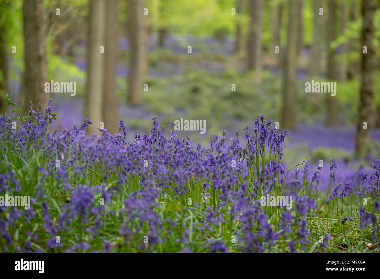 Carpet of bluebells growing in the wild on the forest floor underneath ...
