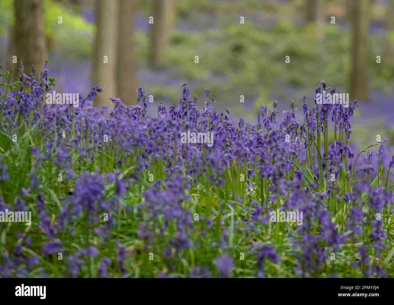 Carpet of bluebells growing in the wild on the forest floor underneath ...
