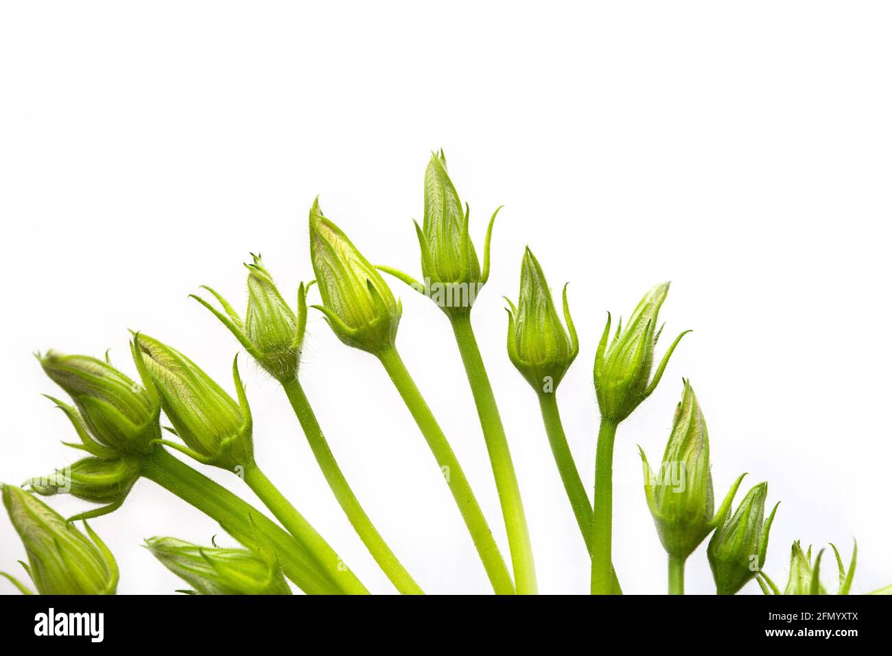 Unopened buds of zucchini pumpkin flowers on a white background. Excess ...