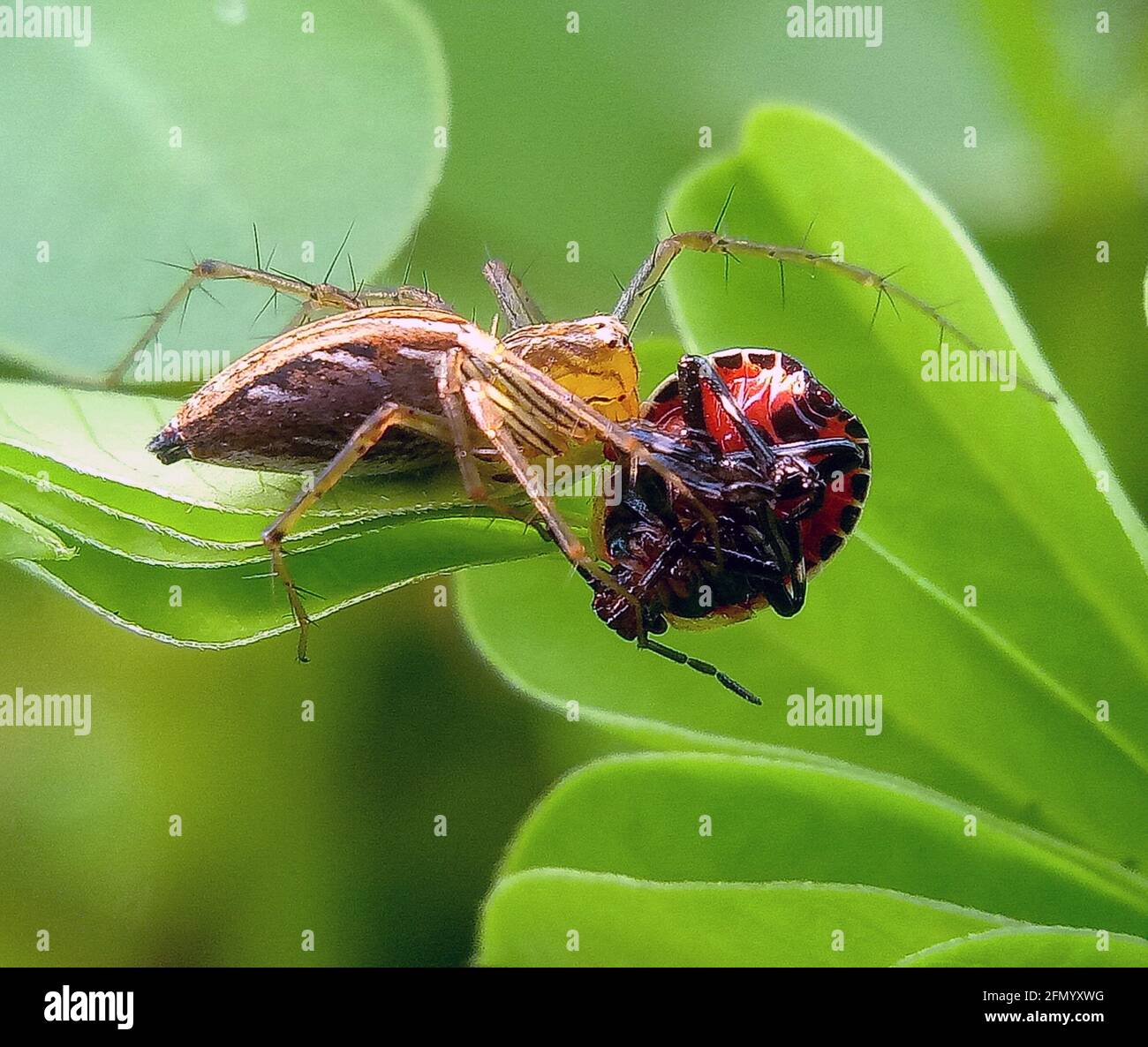 Spider web bee caught trap hi-res stock photography and images - Alamy