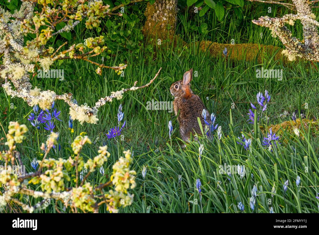 Cottontail rabbit, Uplands Park, Oak Bay, Vancouver Island, British ...
