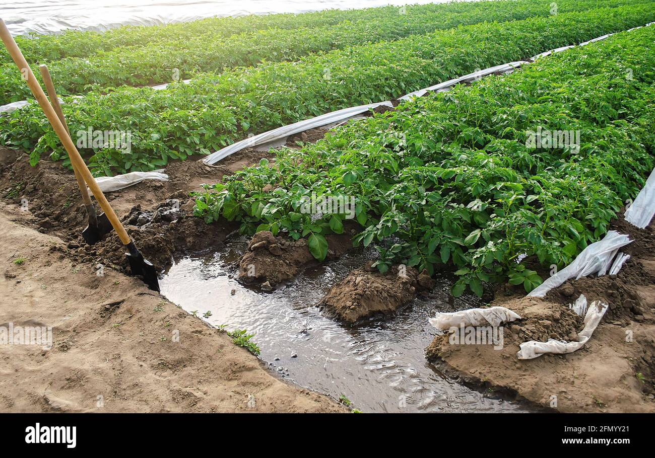 Furrow irrigation hi-res stock photography and images - Alamy