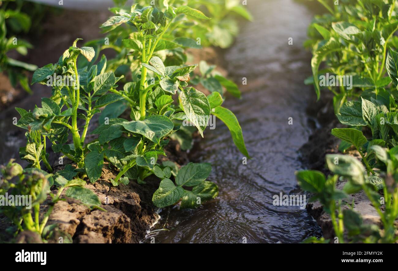 Furrow irrigation hi-res stock photography and images - Alamy