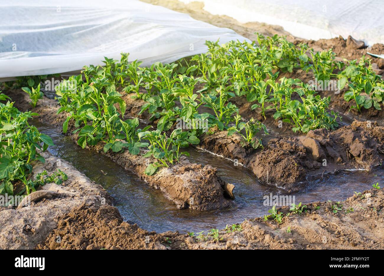 Furrow irrigation hi-res stock photography and images - Alamy