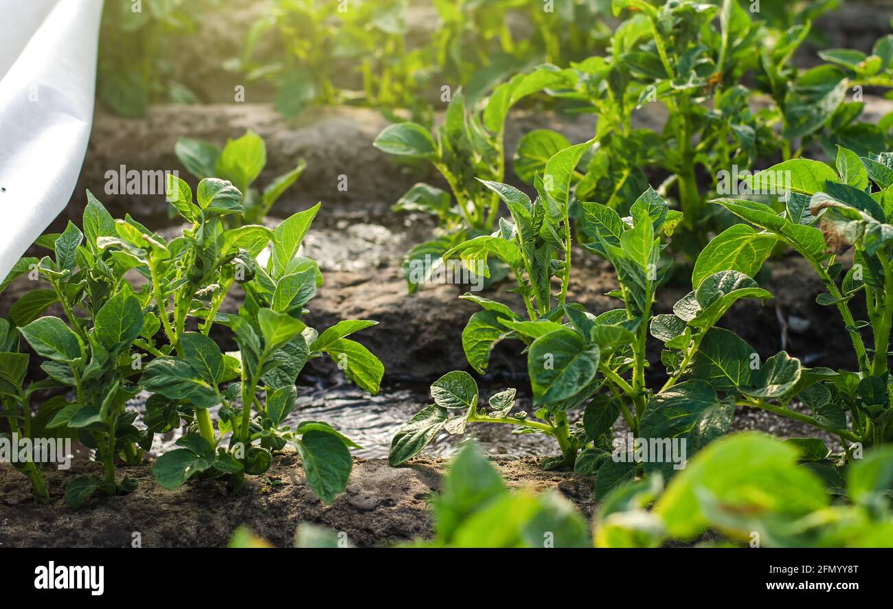 Plantation farming hi-res stock photography and images - Alamy