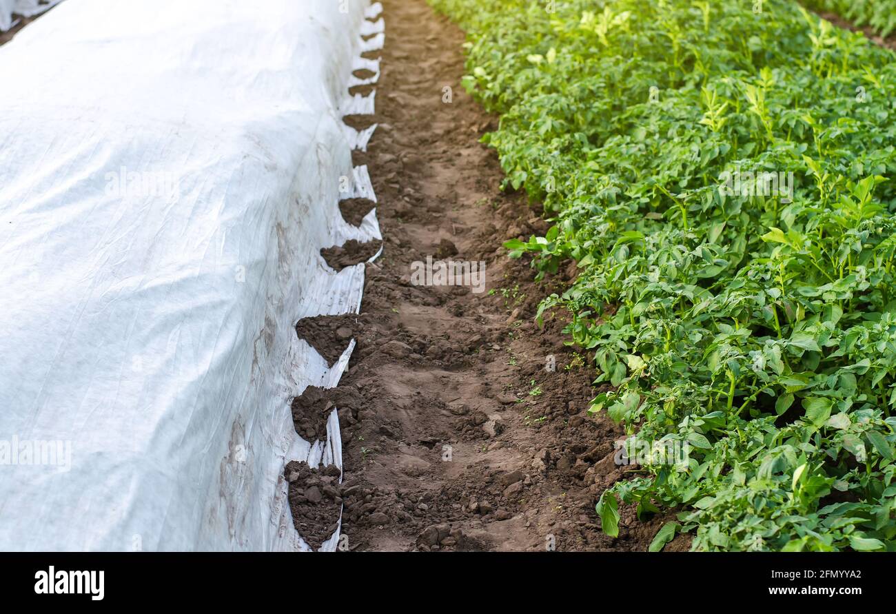Plastic covered rows of crops hi-res stock photography and images - Alamy