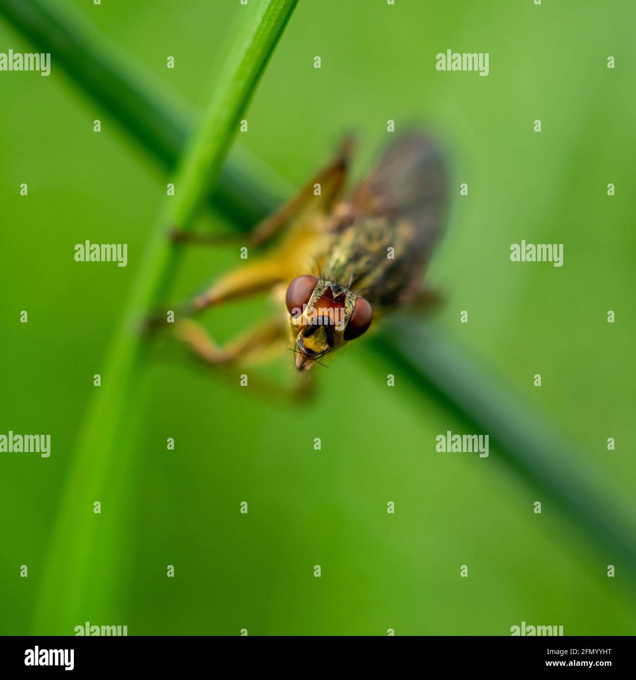 Macro shot of a yellow creepy Dung fly head looking at the camera Stock ...
