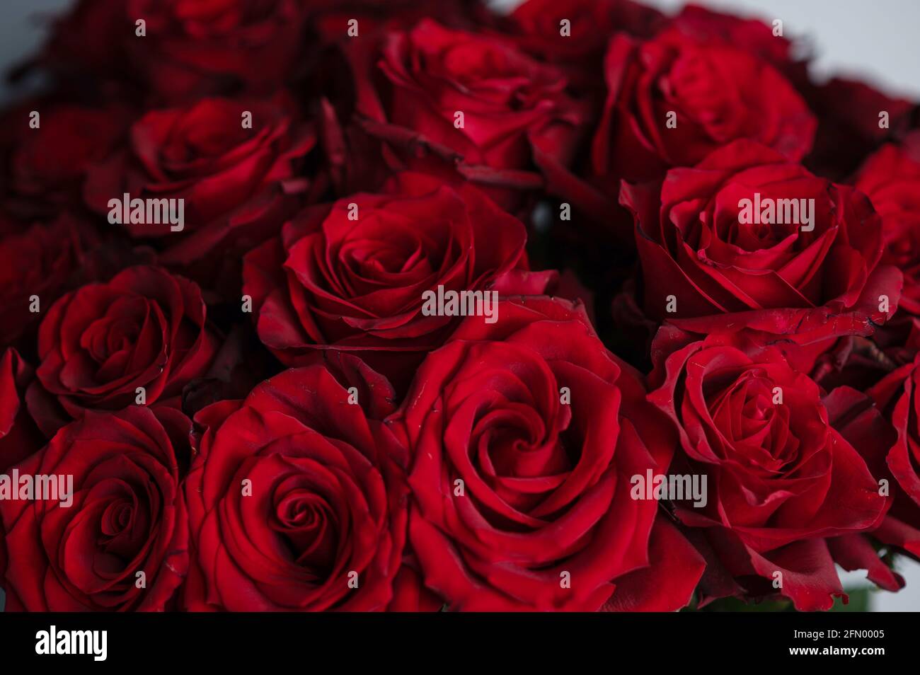 Natural red roses background. fresh dark red roses close up texture ...