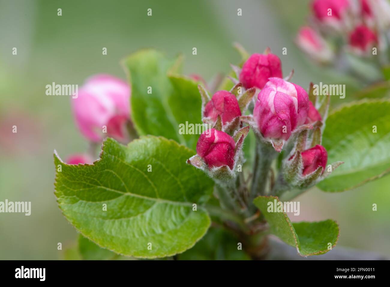 Macro shot of an apple branch at the pink bud growth stage Stock Photo ...