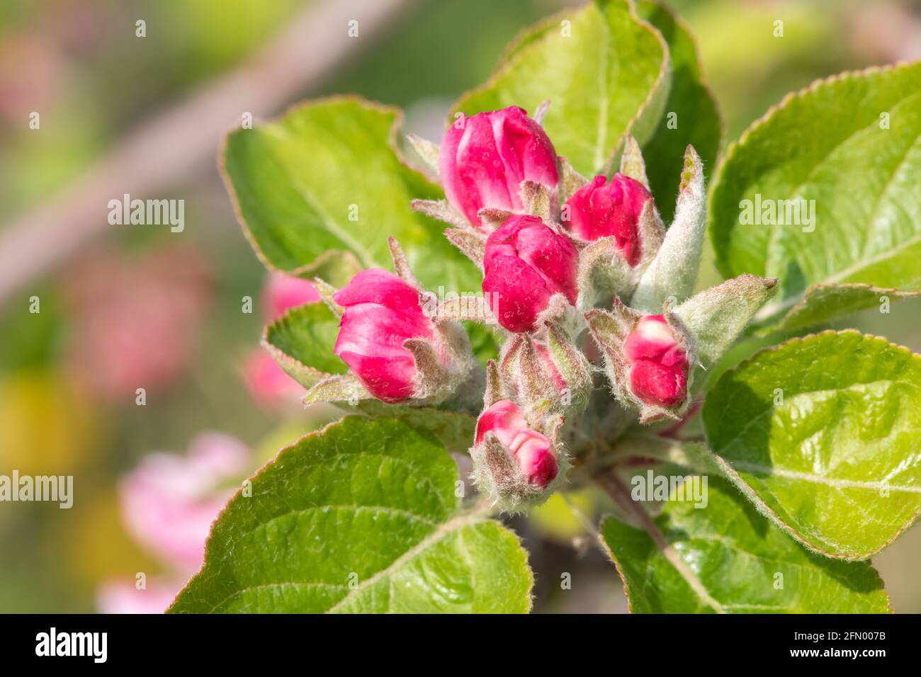 Macro shot of an apple branch at the pink bud growth stage Stock Photo ...