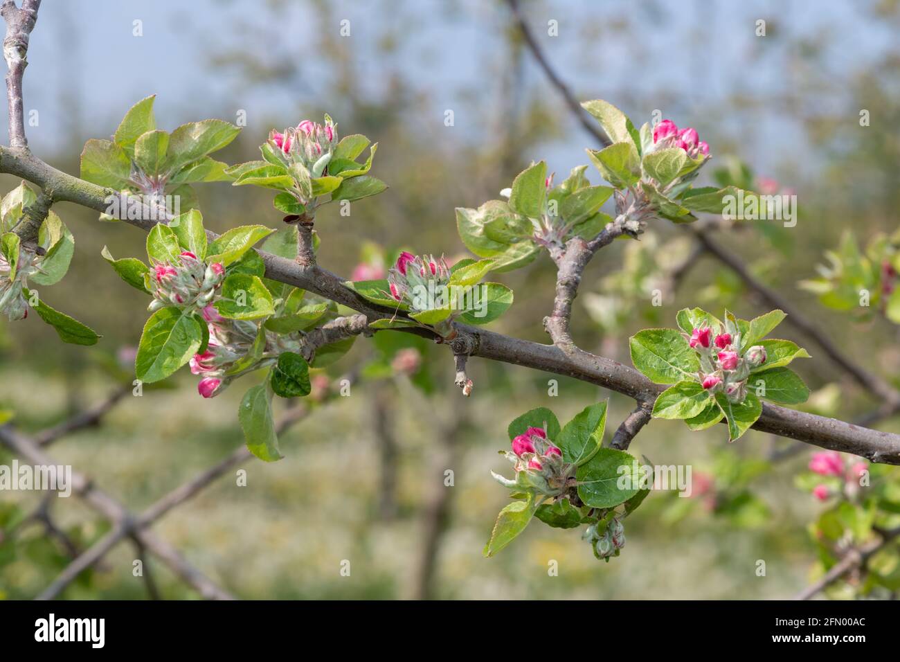 Close up of an apple branch at the pink bud growth stage Stock Photo ...