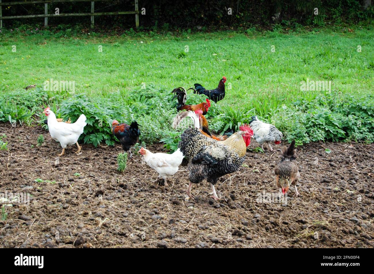 Chickens and cockerel Jersey and hens Jersey Channel Islands feeding eat eating white black bird ...