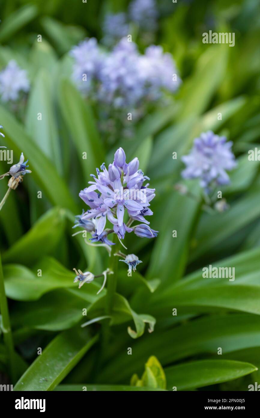 Scilla liliohyacinthus, Pyrenean squill, in spring flowering Stock ...