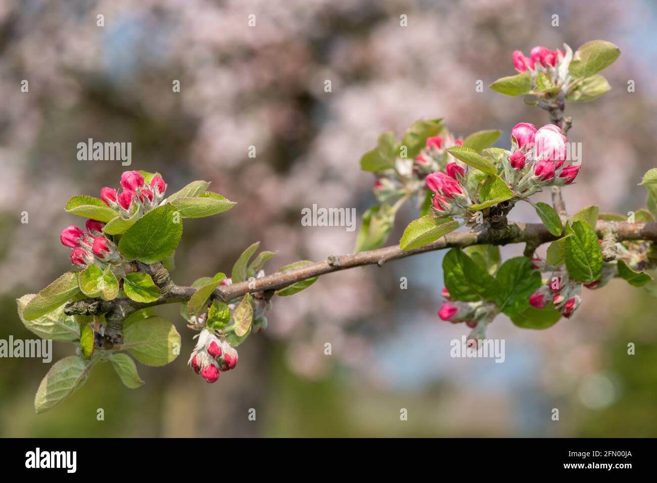 Close up of an apple branch at the pink bud growth stage Stock Photo ...
