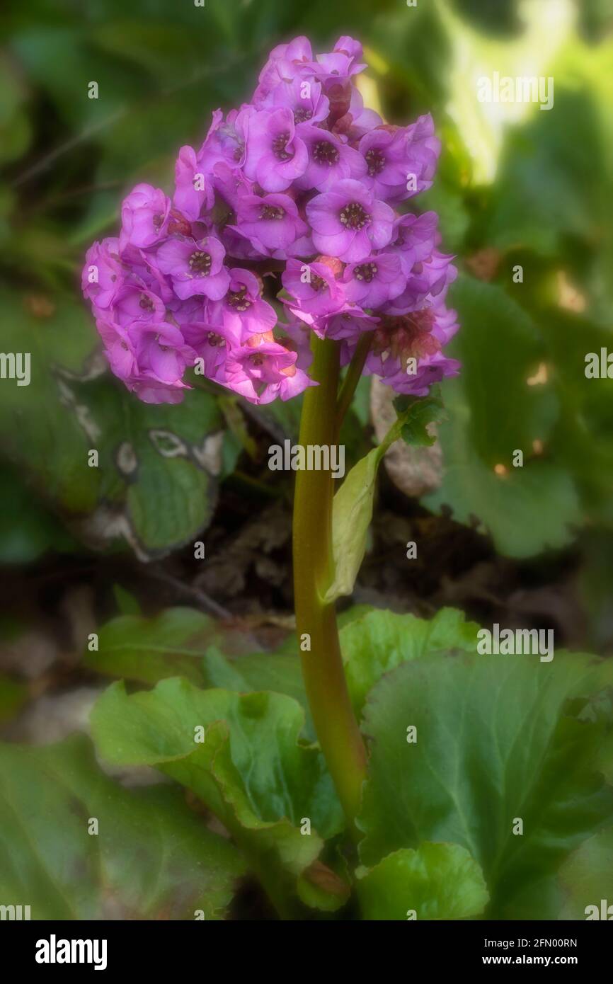 Bergenia flower spike in spring sunshine standing proud of its leaves ...