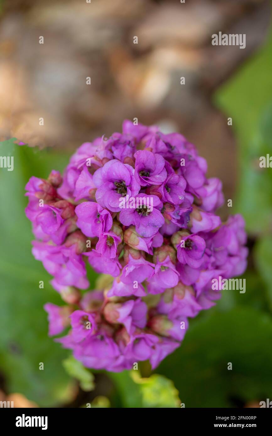 Bergenia flower spike in spring sunshine standing proud of its leaves ...