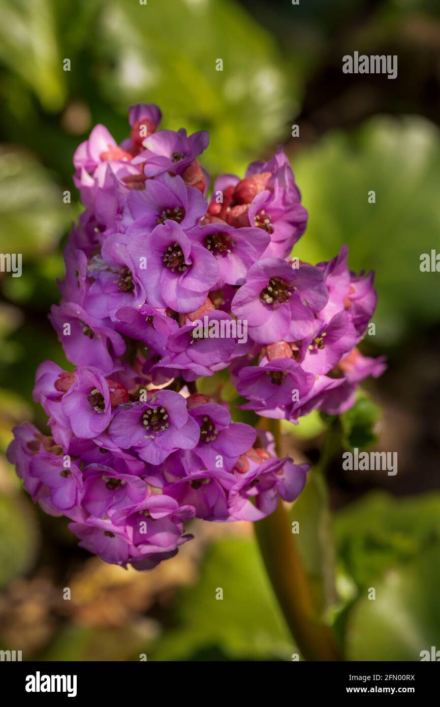 Bergenia flower spike in spring sunshine standing proud of its leaves ...