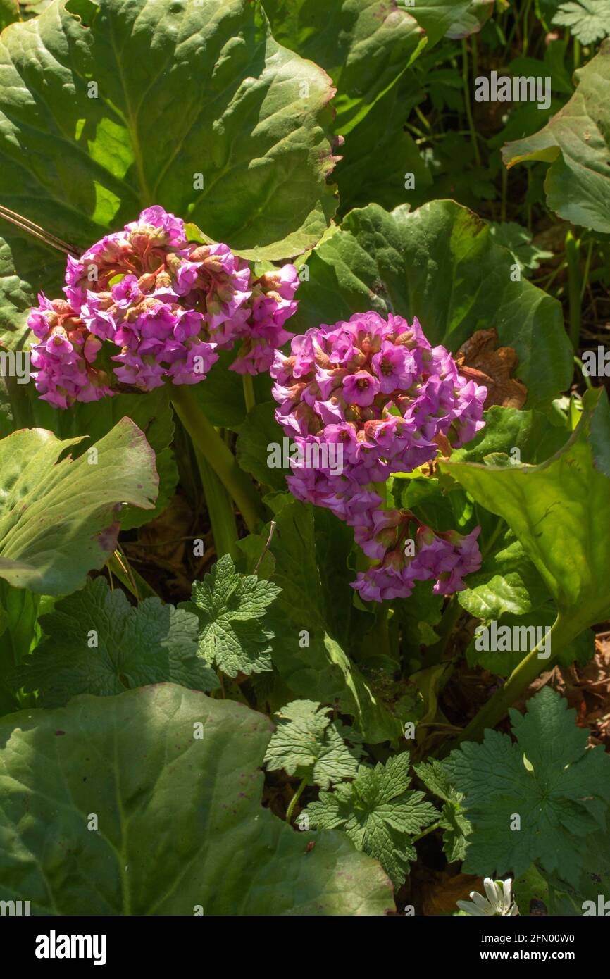 Bergenia – Margery Fish flowering in spring sunshine, natural plant ...