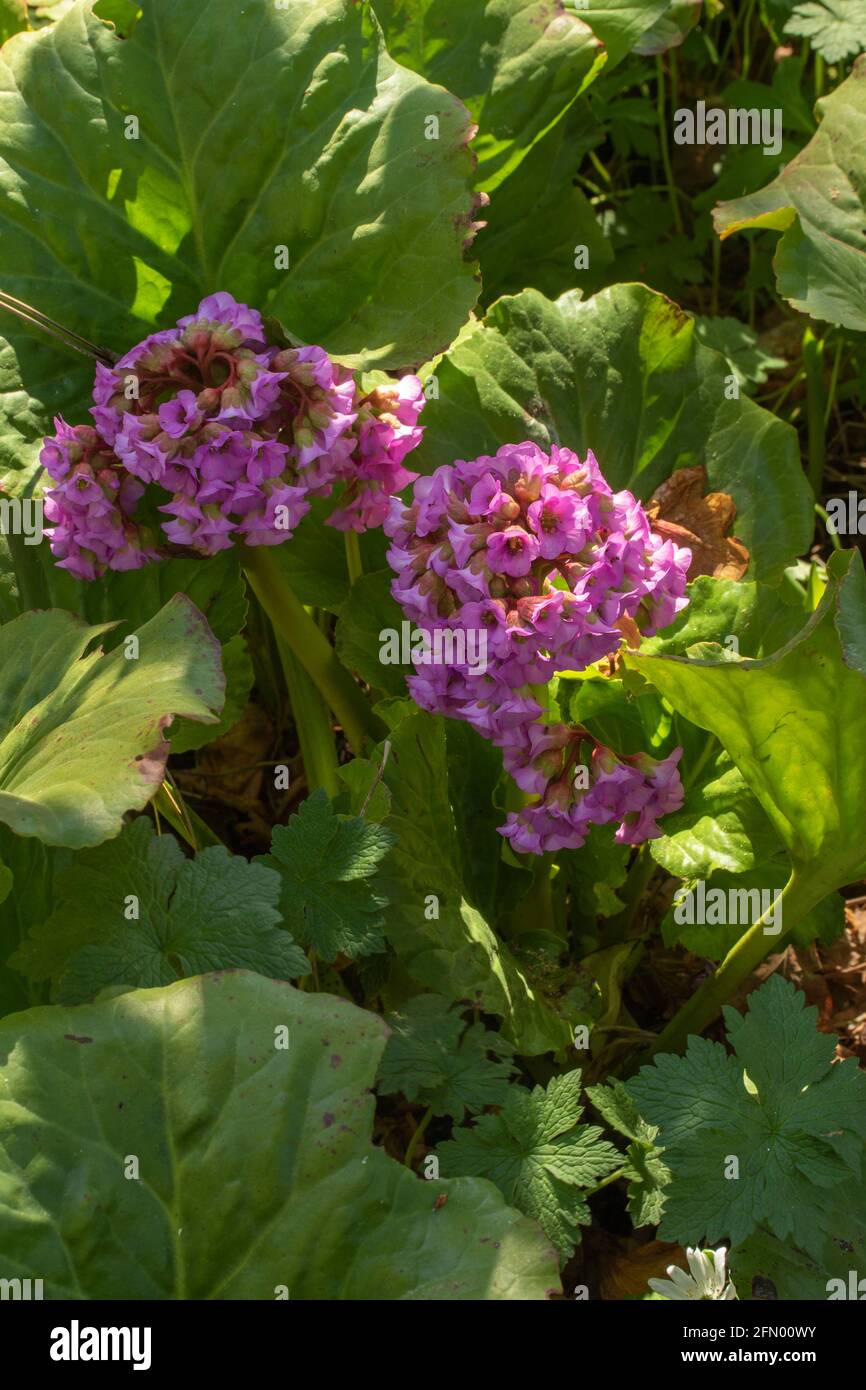 Bergenia – Margery Fish flowering in spring sunshine, natural plant ...