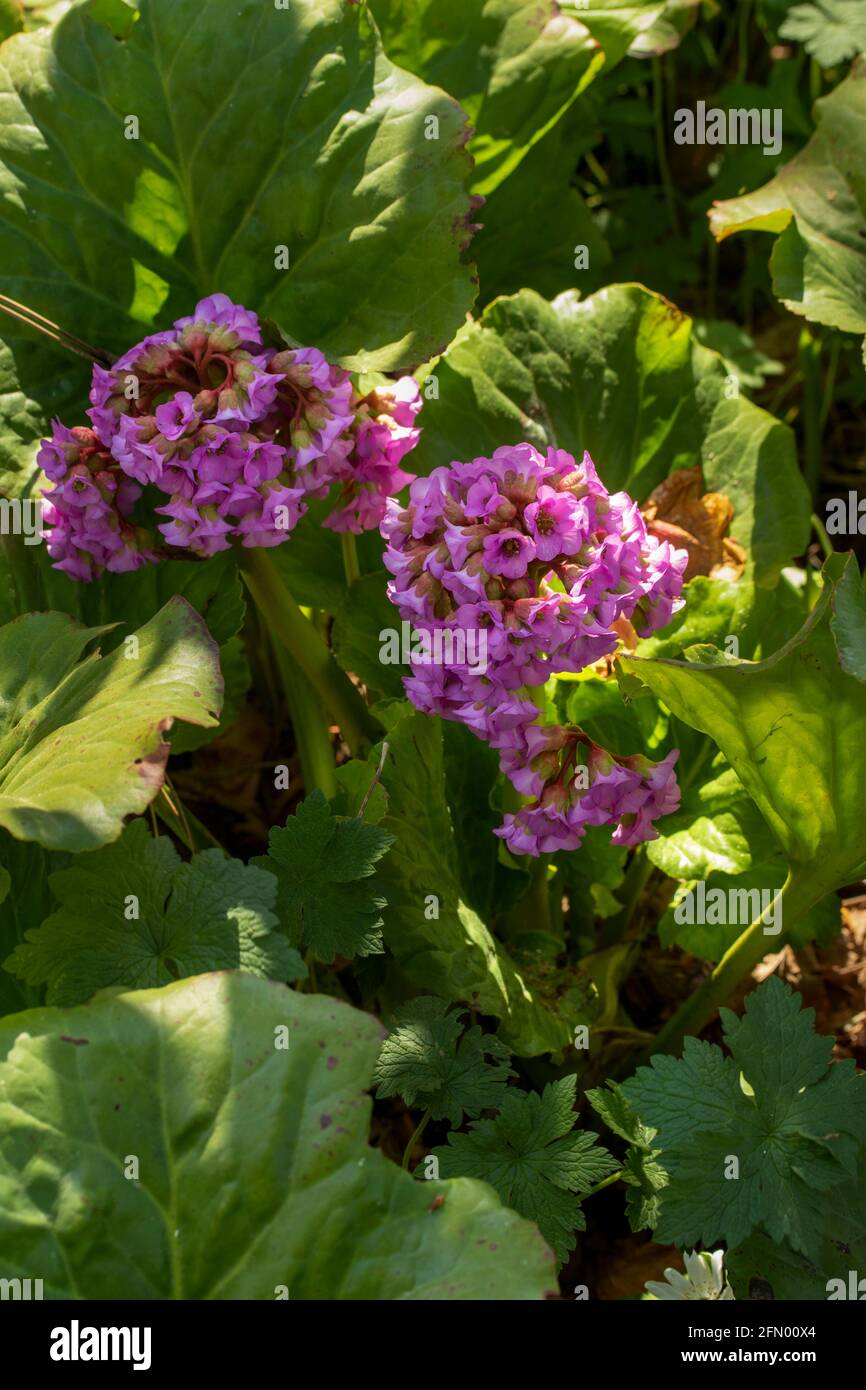 Bergenia – Margery Fish flowering in spring sunshine, natural plant ...