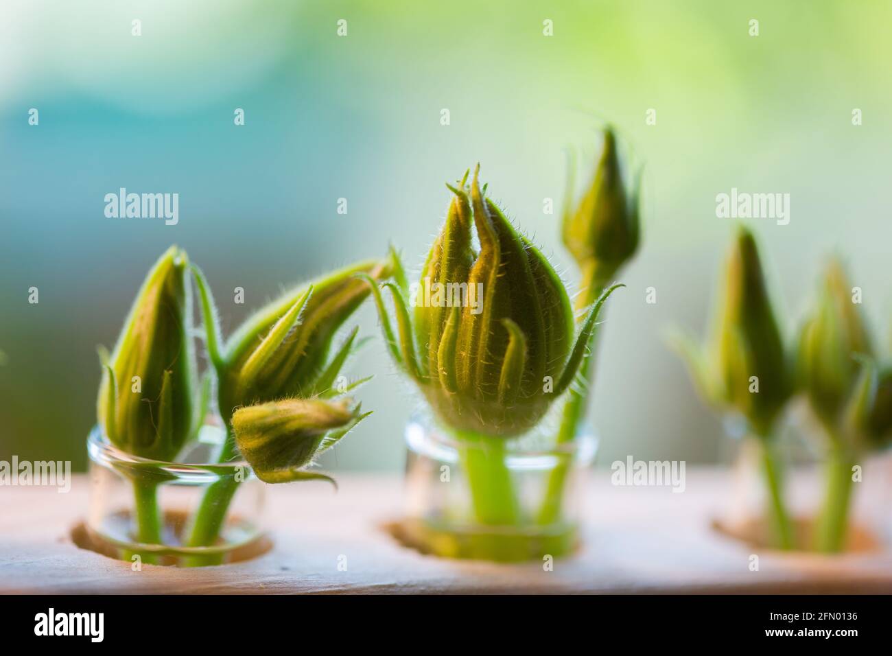 Unopened buds of zucchini flowers in test tubes with water. Excess buds ...