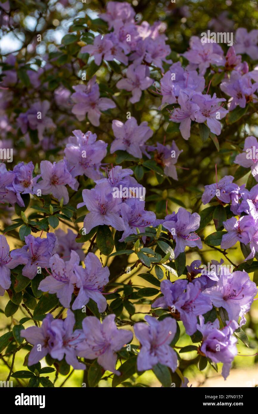 Rhododendron – Bluebird Group abundantly flowered Stock Photo - Alamy
