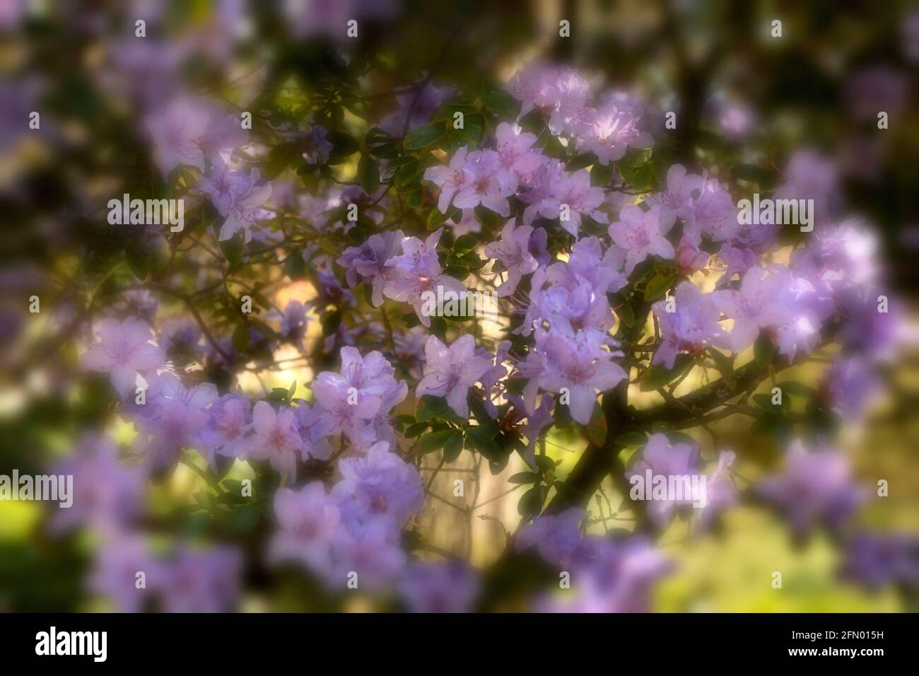 Bluebird group hi-res stock photography and images - Alamy