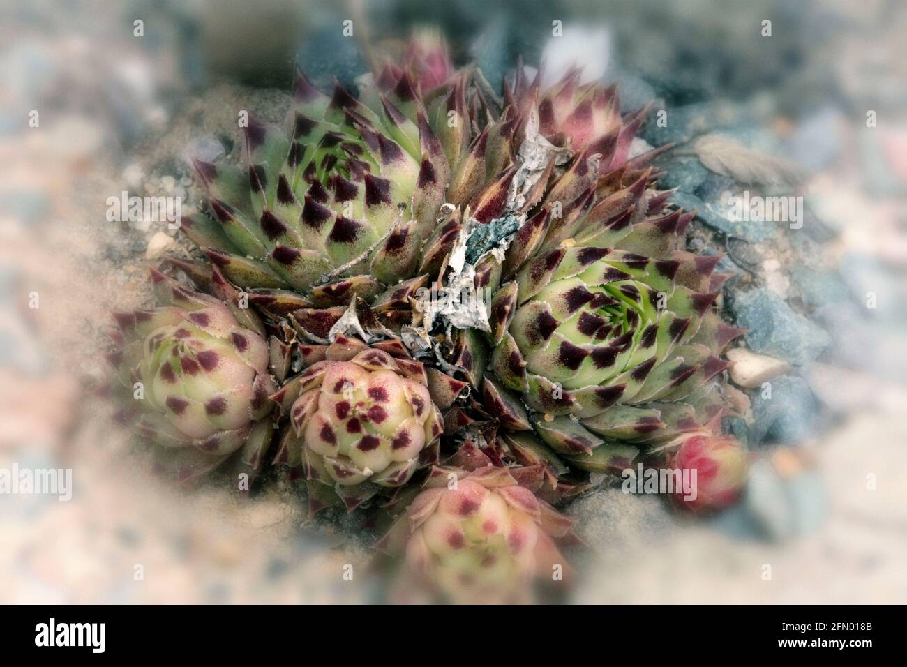 Sempervivums High Resolution Stock Photography and Images - Alamy