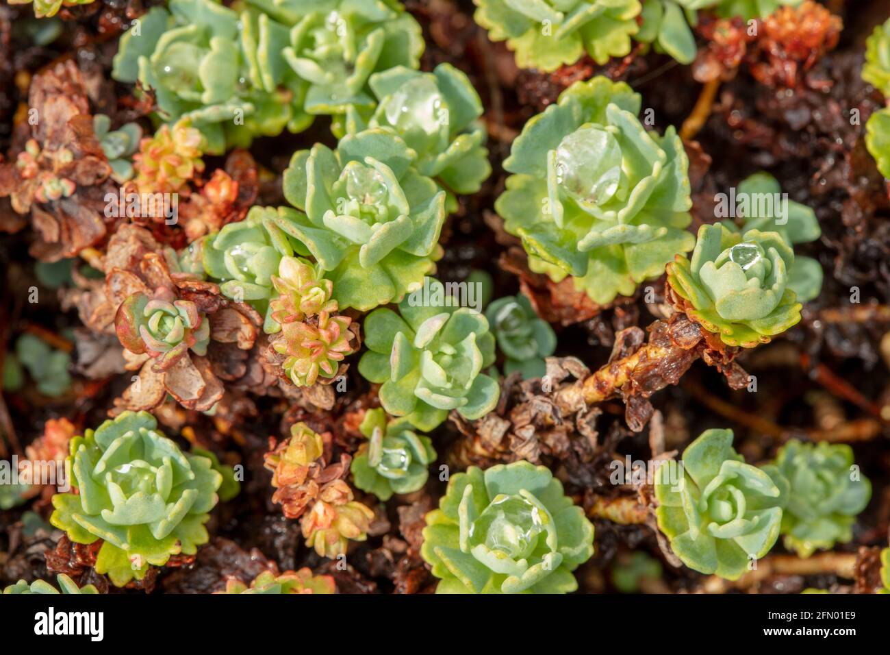 Forming mounds hi-res stock photography and images - Alamy