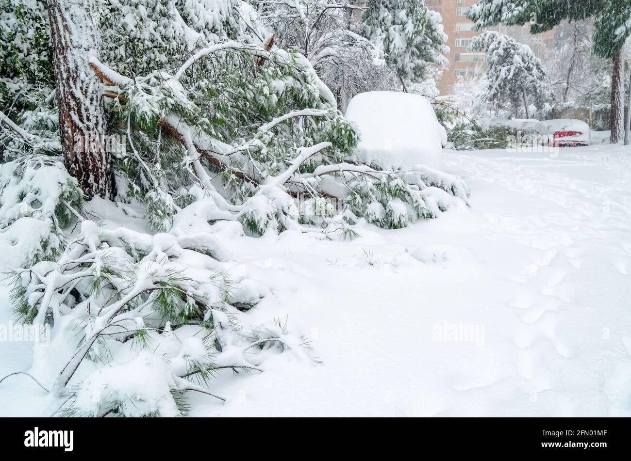 Streets of Madrid blanketed with the heaviest snowfall in 50 years ...