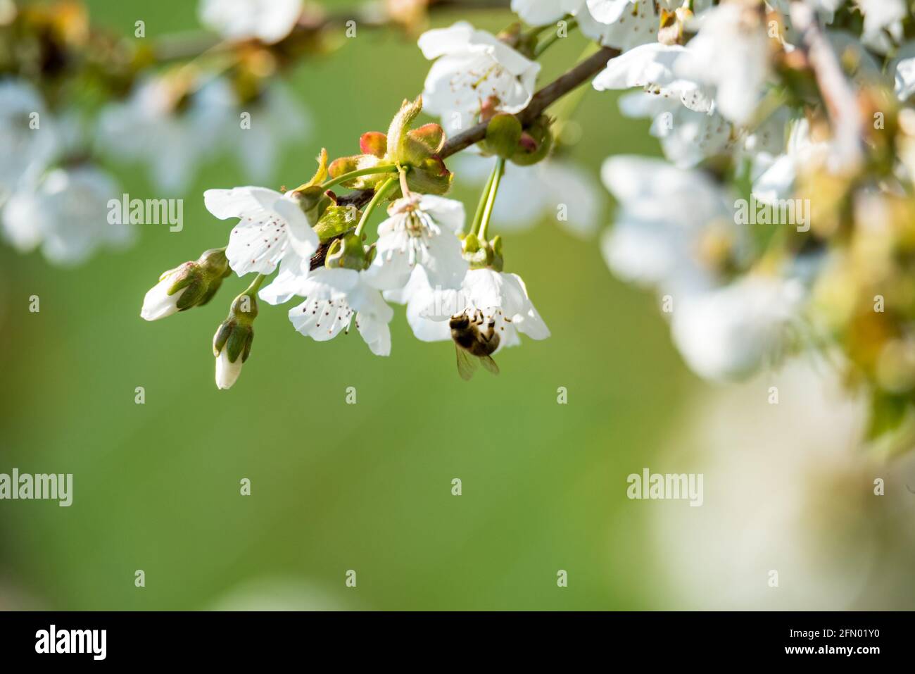 Pollination of flowers by bees. Spring blooming and pollen collection ...