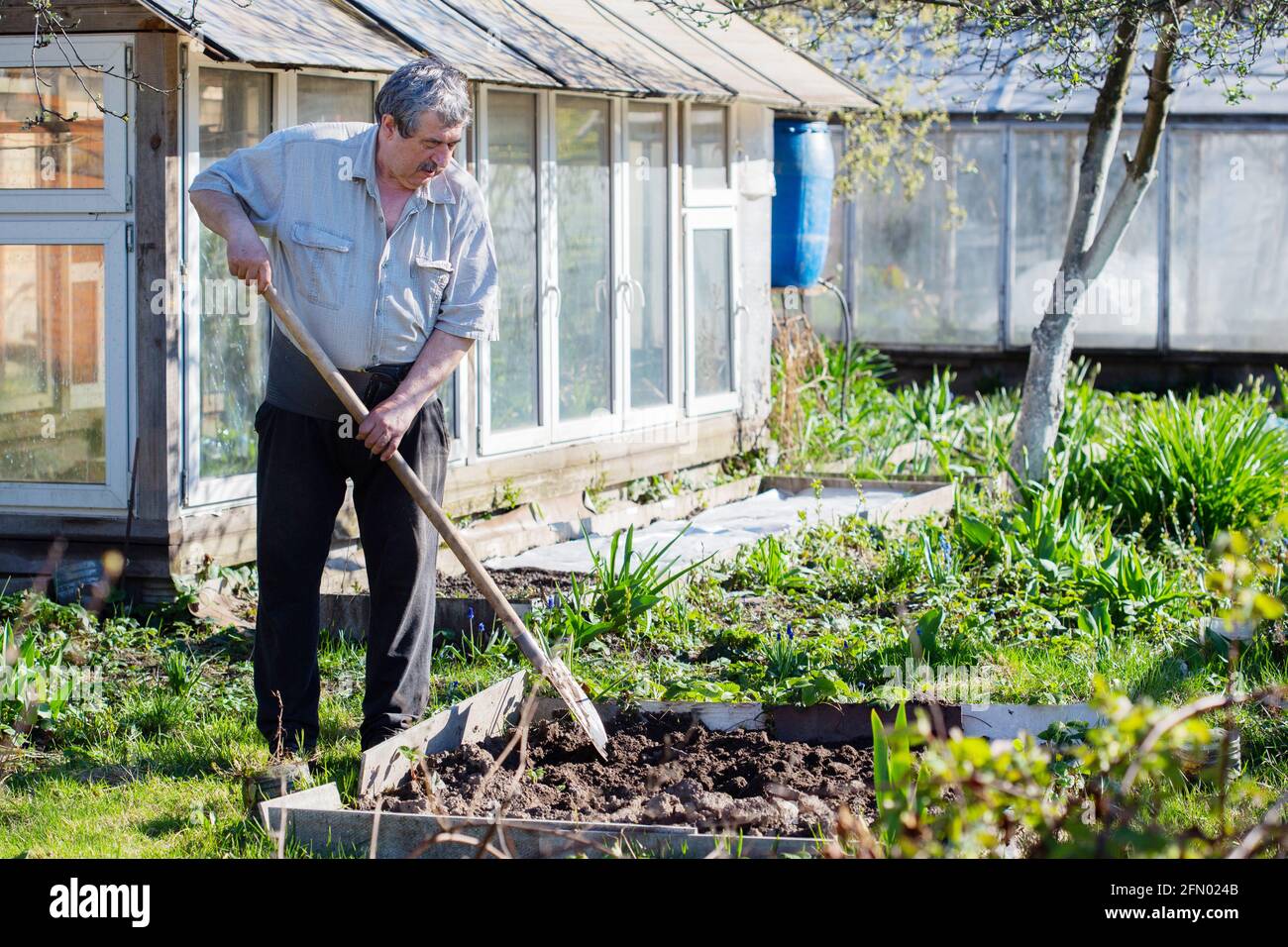 Caucasian Senior man with shovel digging garden bed or farm, farming ...