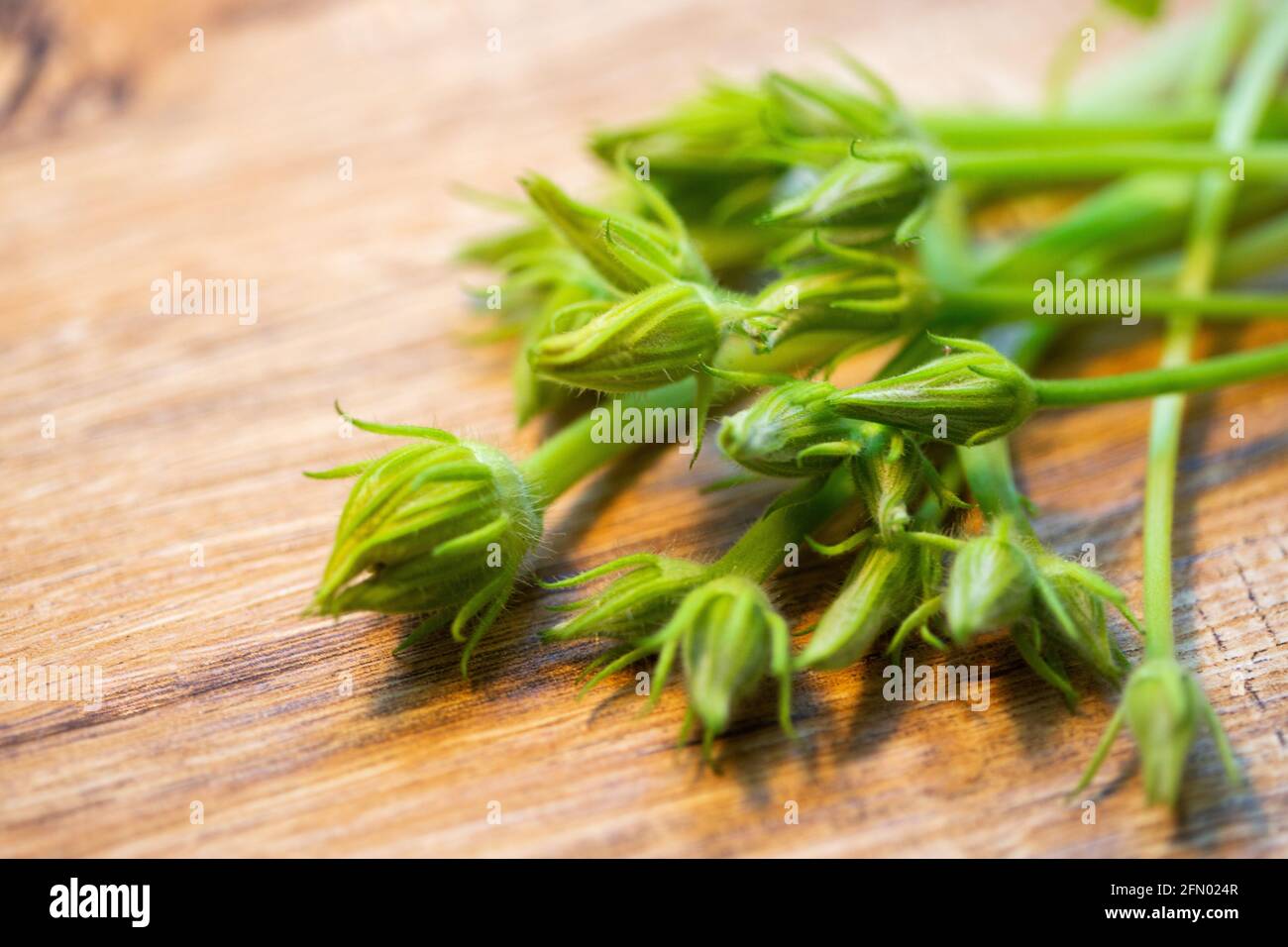 Unopened buds of zucchini pumpkin flowers on a wooden background ...