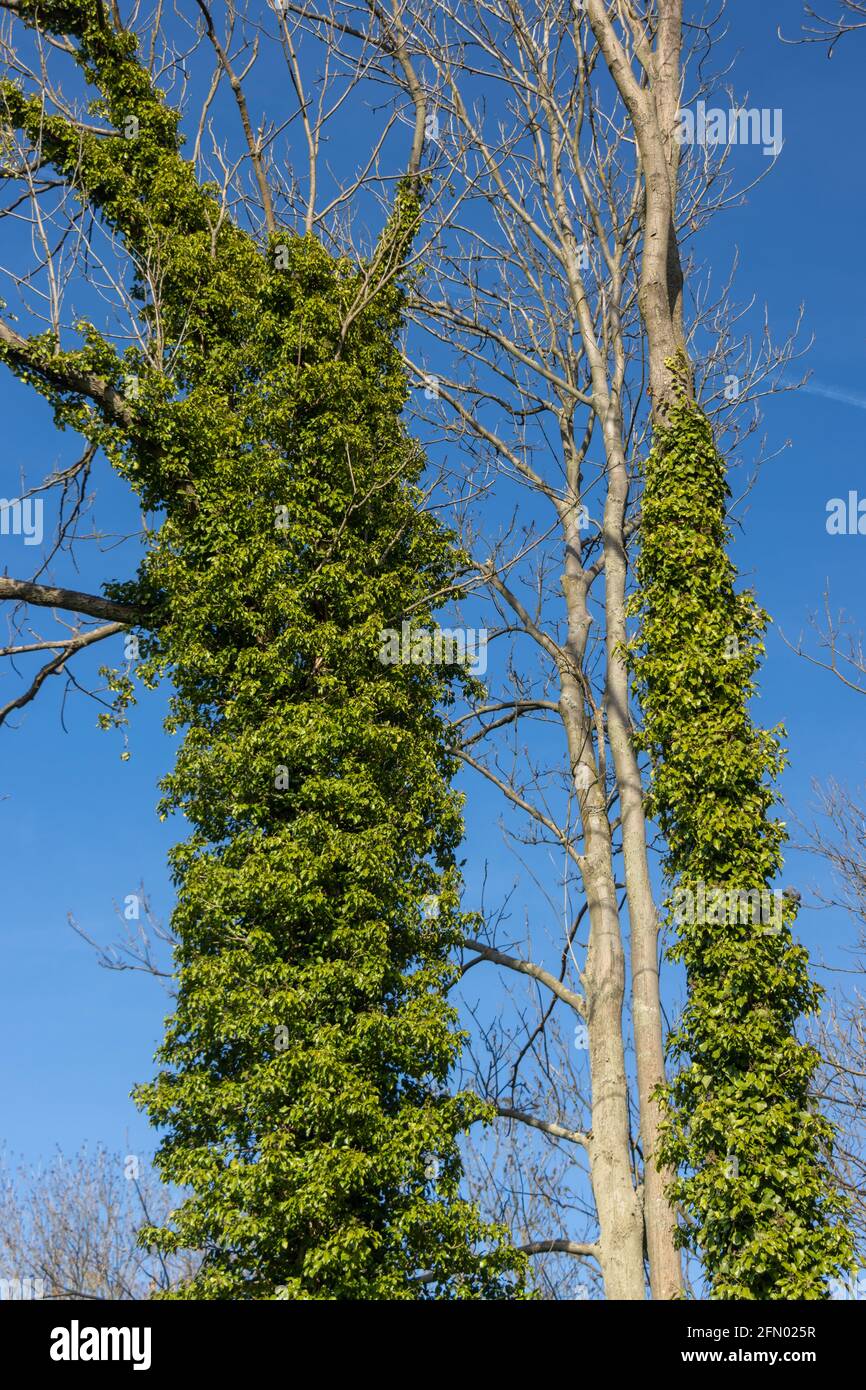 Ivy creeping on trunk hi-res stock photography and images - Alamy