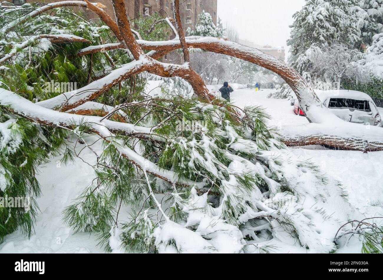 MADRID, SPAIN – JANUARY 9, 2021: Damaged car by fallen tree during ...