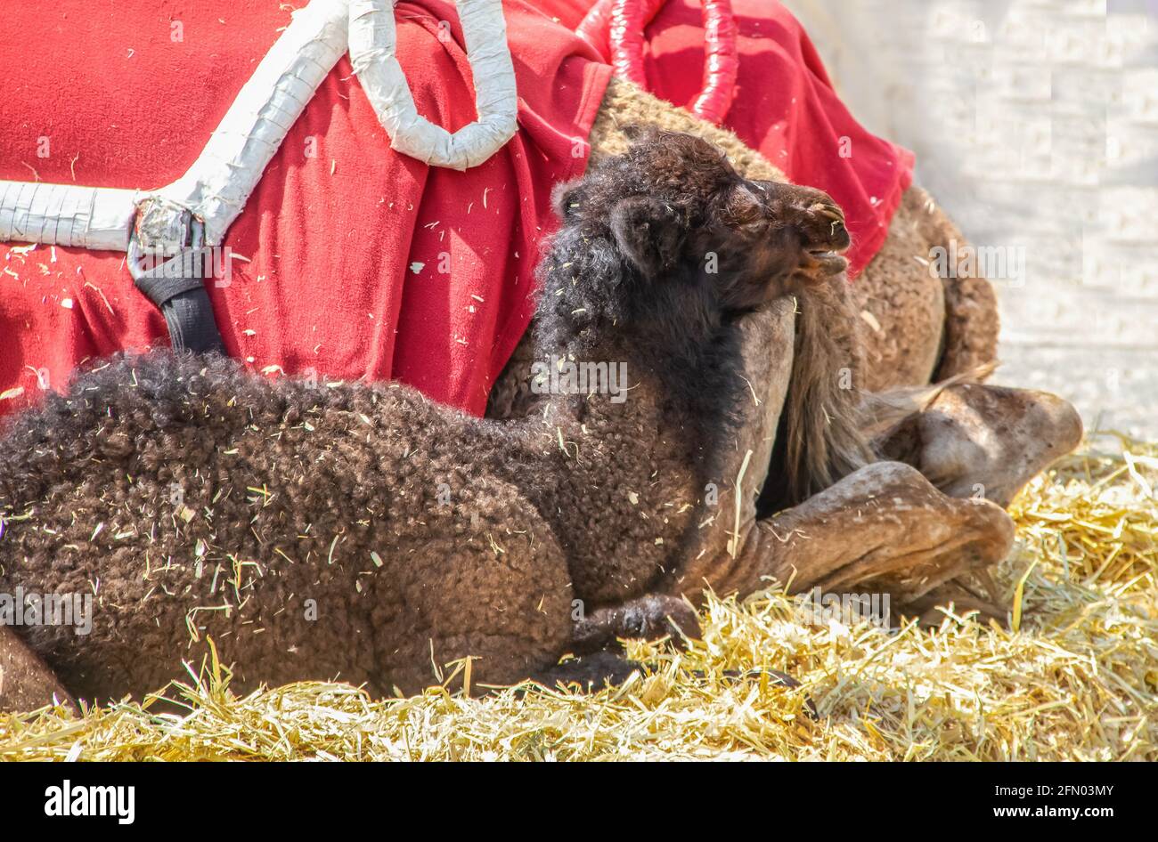 Bedouin family camel camels caravan hi-res stock photography and images ...