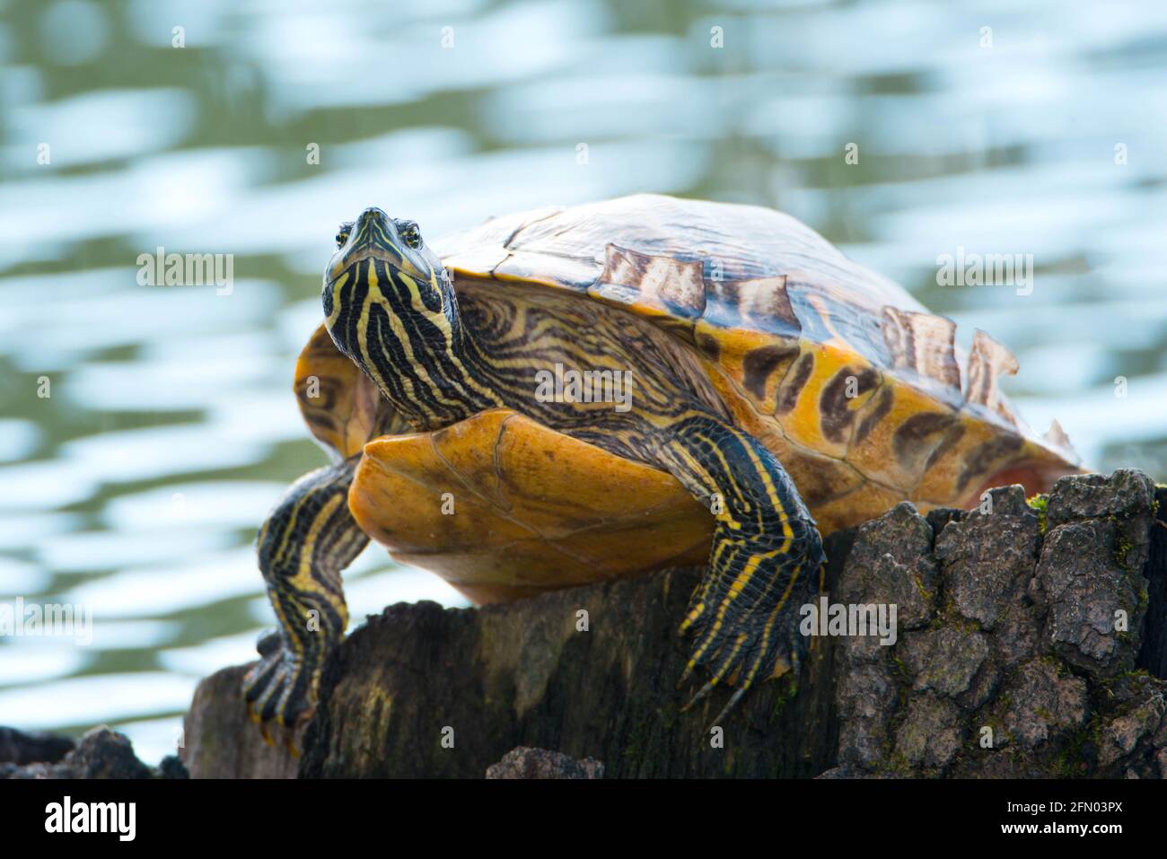 Yellow-bellied eared turtle sitting on a tree trunk in a pond ...