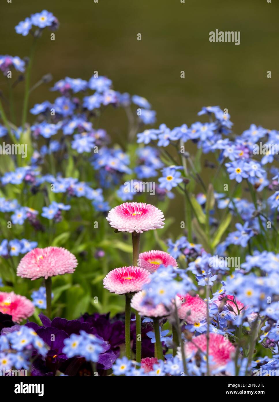 Forget Me Nots Border High Resolution Stock Photography and Images - Alamy