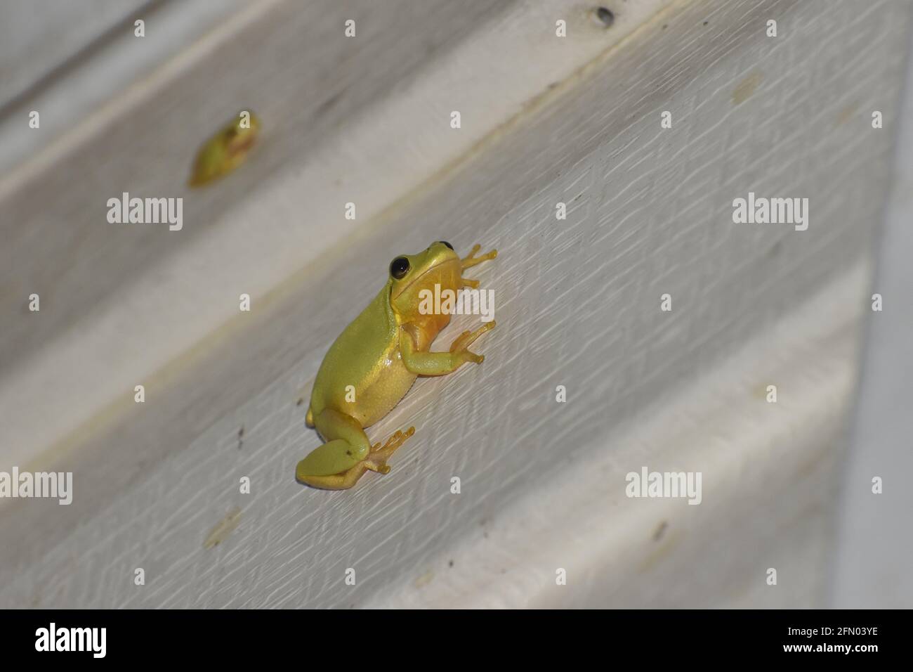 Tree Frogs waiting for a snack at dusk Stock Photo - Alamy