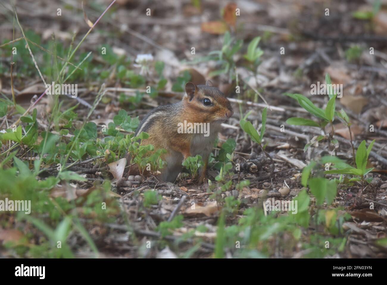 Chipmunk ears hi-res stock photography and images - Alamy