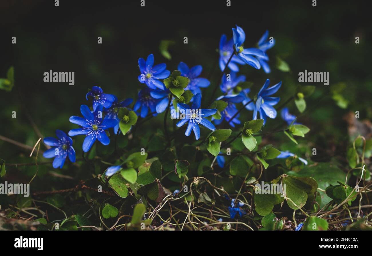 Dark spring hi-res stock photography and images - Alamy