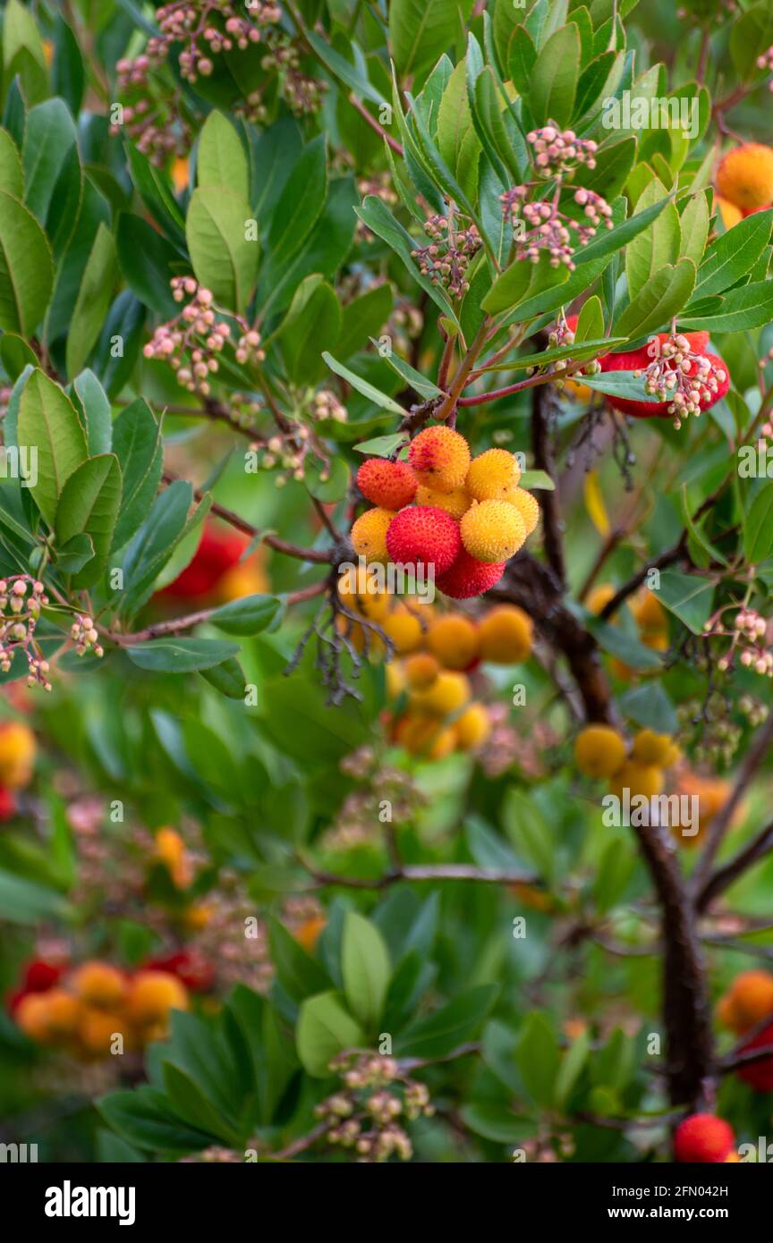 Botanical collection, ripe colorful fruits and flowers of Arbutus unedo ...