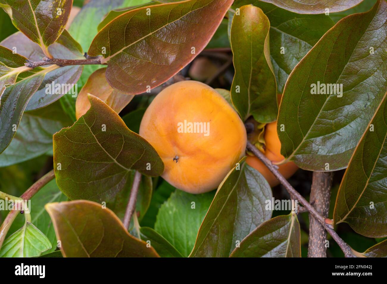 Persimmons fruit tree with ripe sweet orange fruits ready to harvest ...