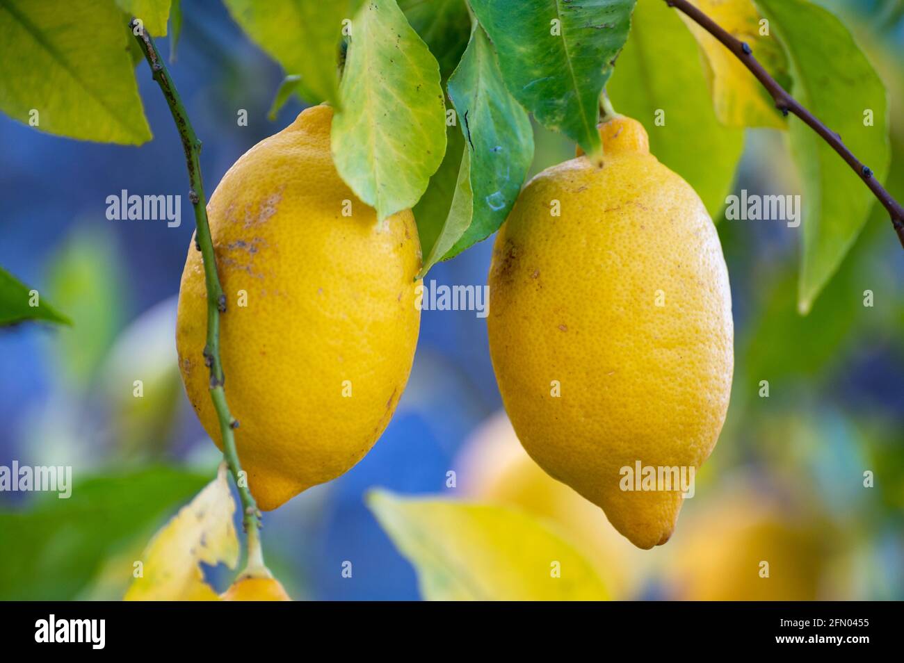 Yellow lemons citrus fruits hanging on lemon tree in garden close up ...